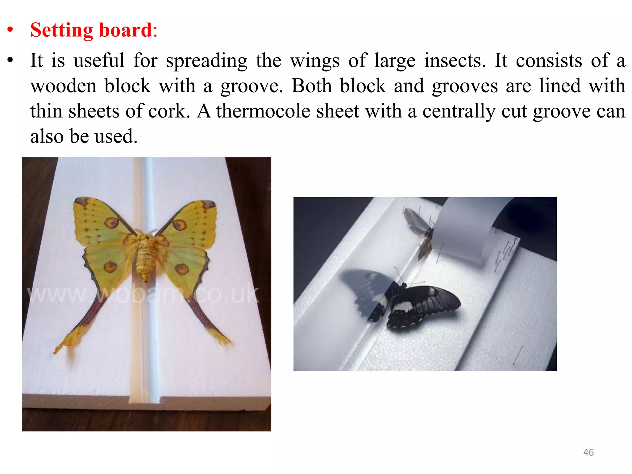Methods of insect collection, preservation, display and storage by Dr ...