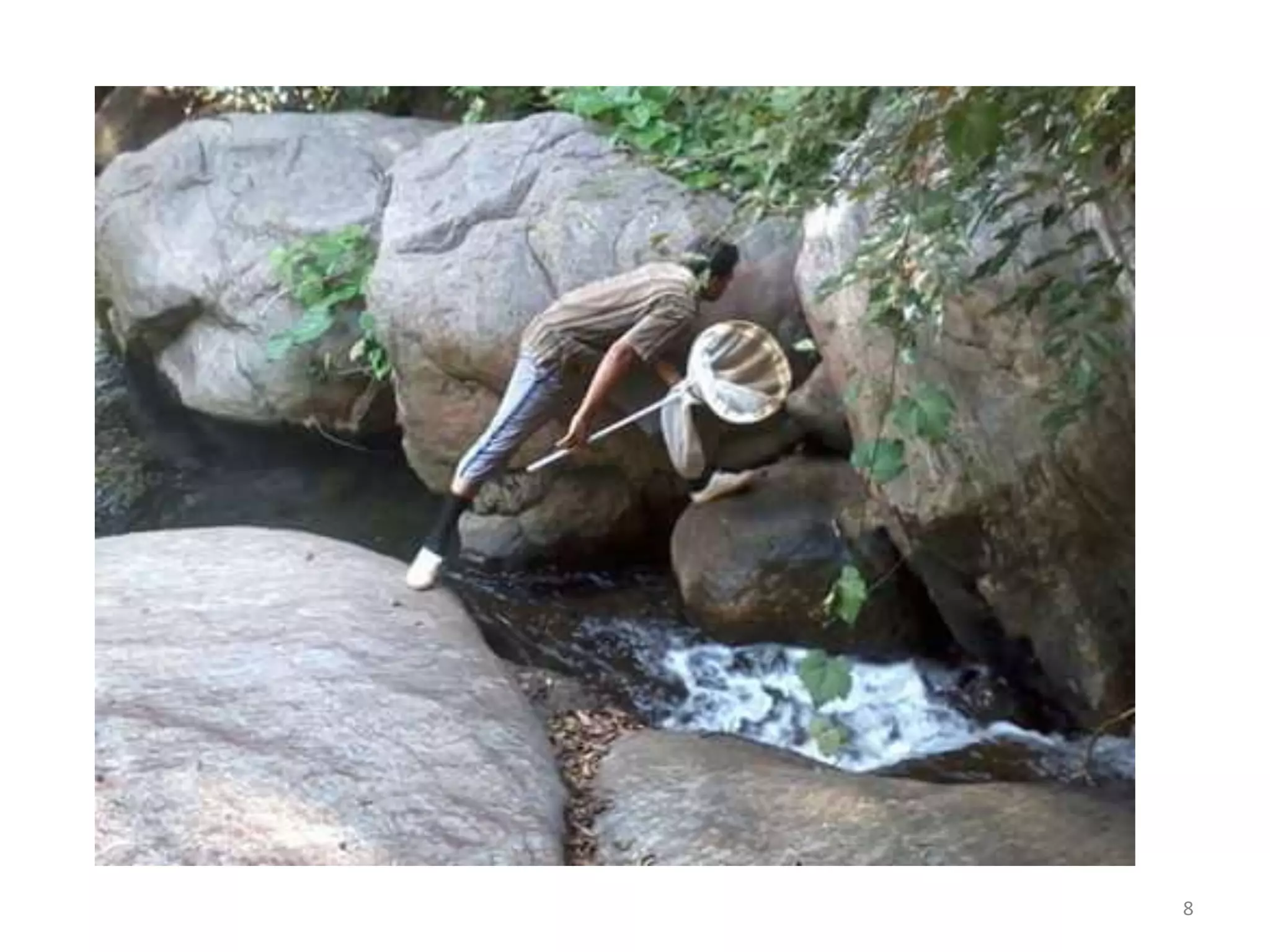 Methods of insect collection, preservation, display and storage by Dr ...