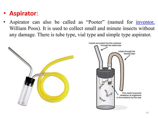 Methods of insect collection, preservation, display and storage by Dr ...