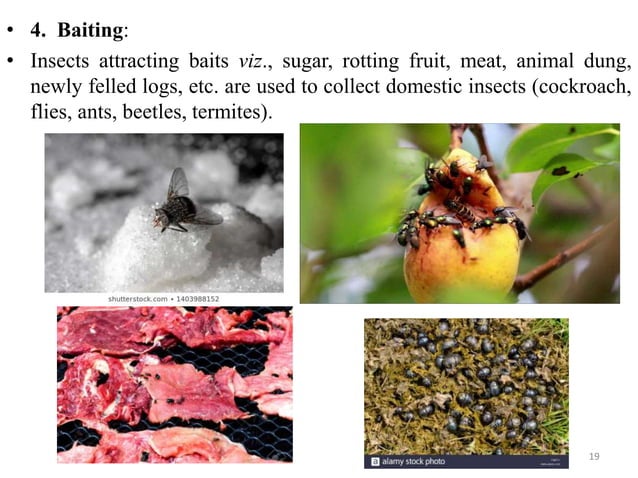 Methods of insect collection, preservation, display and storage by Dr ...