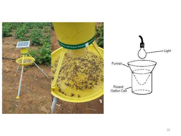 Methods of insect collection, preservation, display and storage by Dr ...