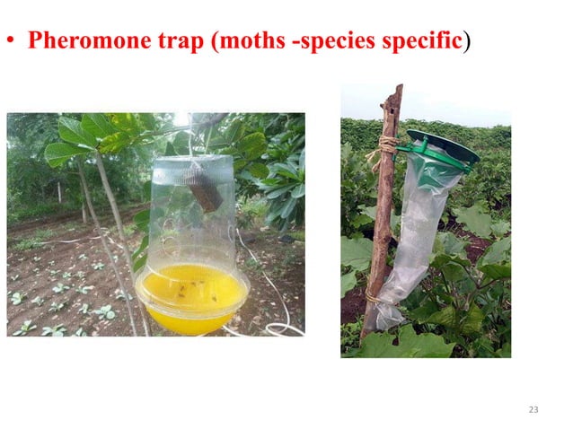 Methods of insect collection, preservation, display and storage by Dr ...