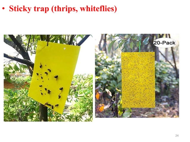 Methods of insect collection, preservation, display and storage by Dr ...