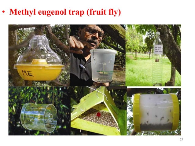Methods of insect collection, preservation, display and storage by Dr ...