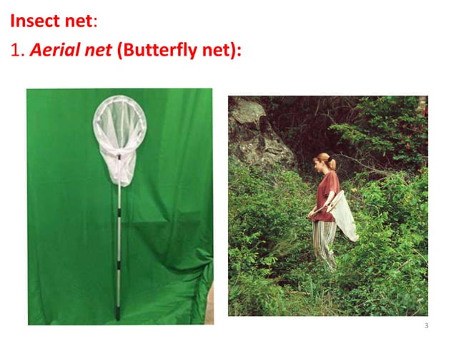 Methods of insect collection, preservation, display and storage by Dr ...