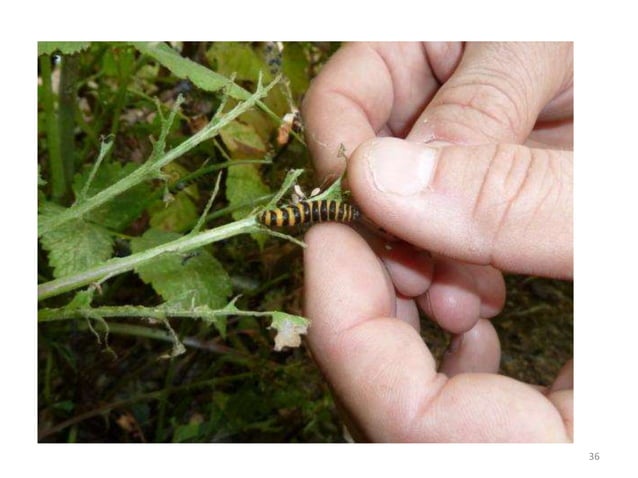 Methods of insect collection, preservation, display and storage by Dr ...