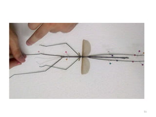 Methods of insect collection, preservation, display and storage by Dr ...