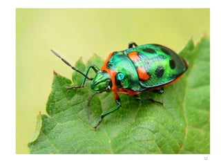 Methods of insect collection, preservation, display and storage by Dr ...