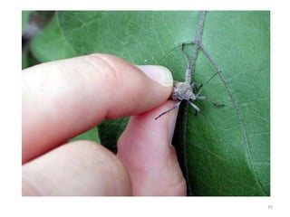 Hand Picking, Aspirators, And Tweezers Bug Hunter, 43% OFF