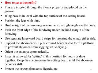 Methods of insect collection, preservation, display and storage by Dr ...