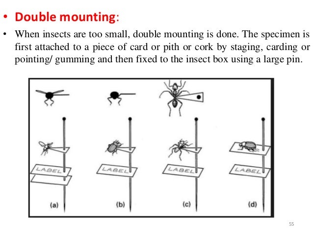 Methods of insect collection, preservation, display and storage by Dr…