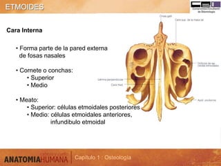 2. anatomia humana huesos del craneo | PPT