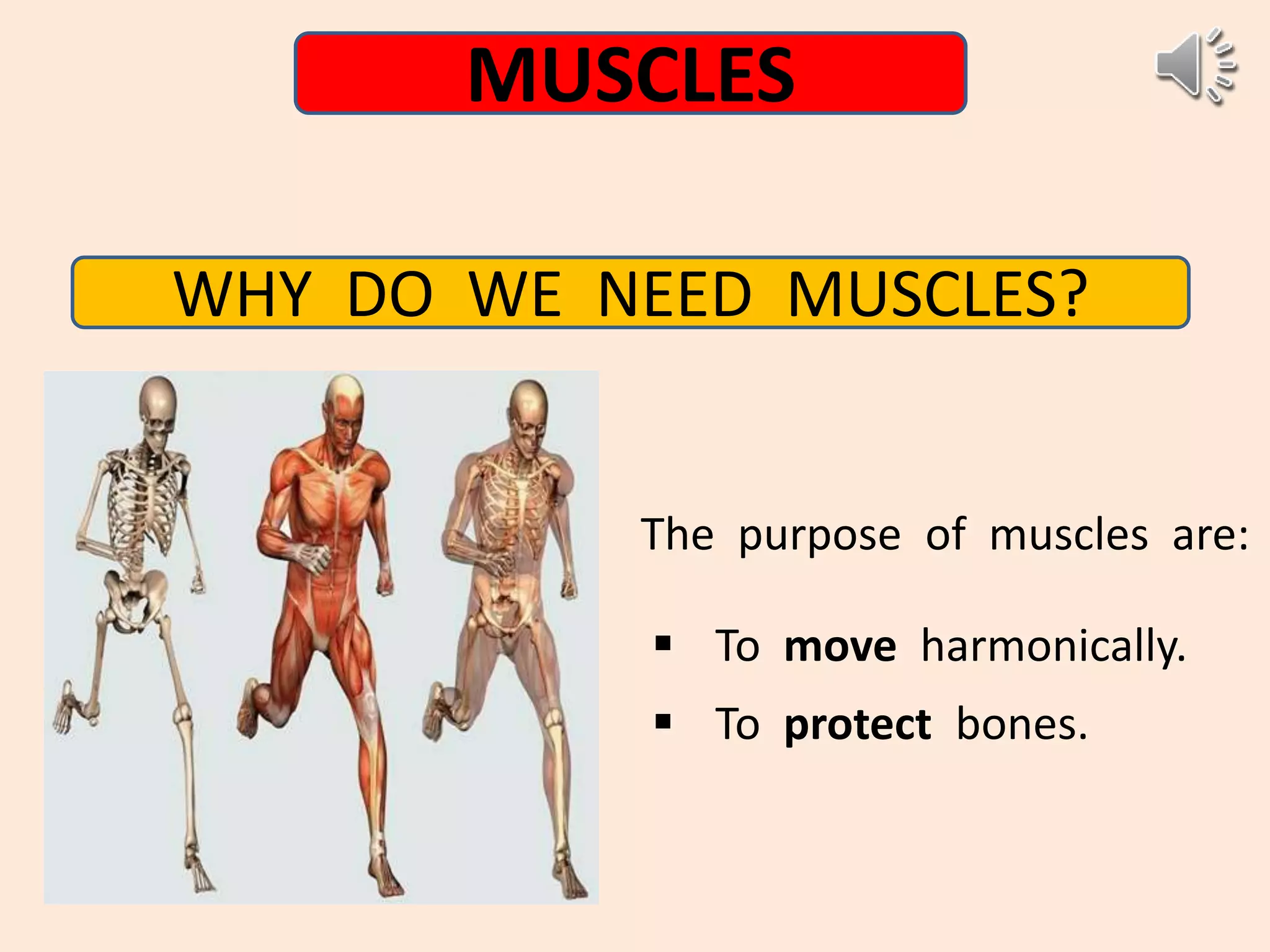 2.bones&muscles2 ys | PPTX