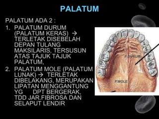 2. sistem pencernaan | PPT