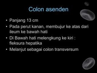 2. sistem pencernaan | PPTX