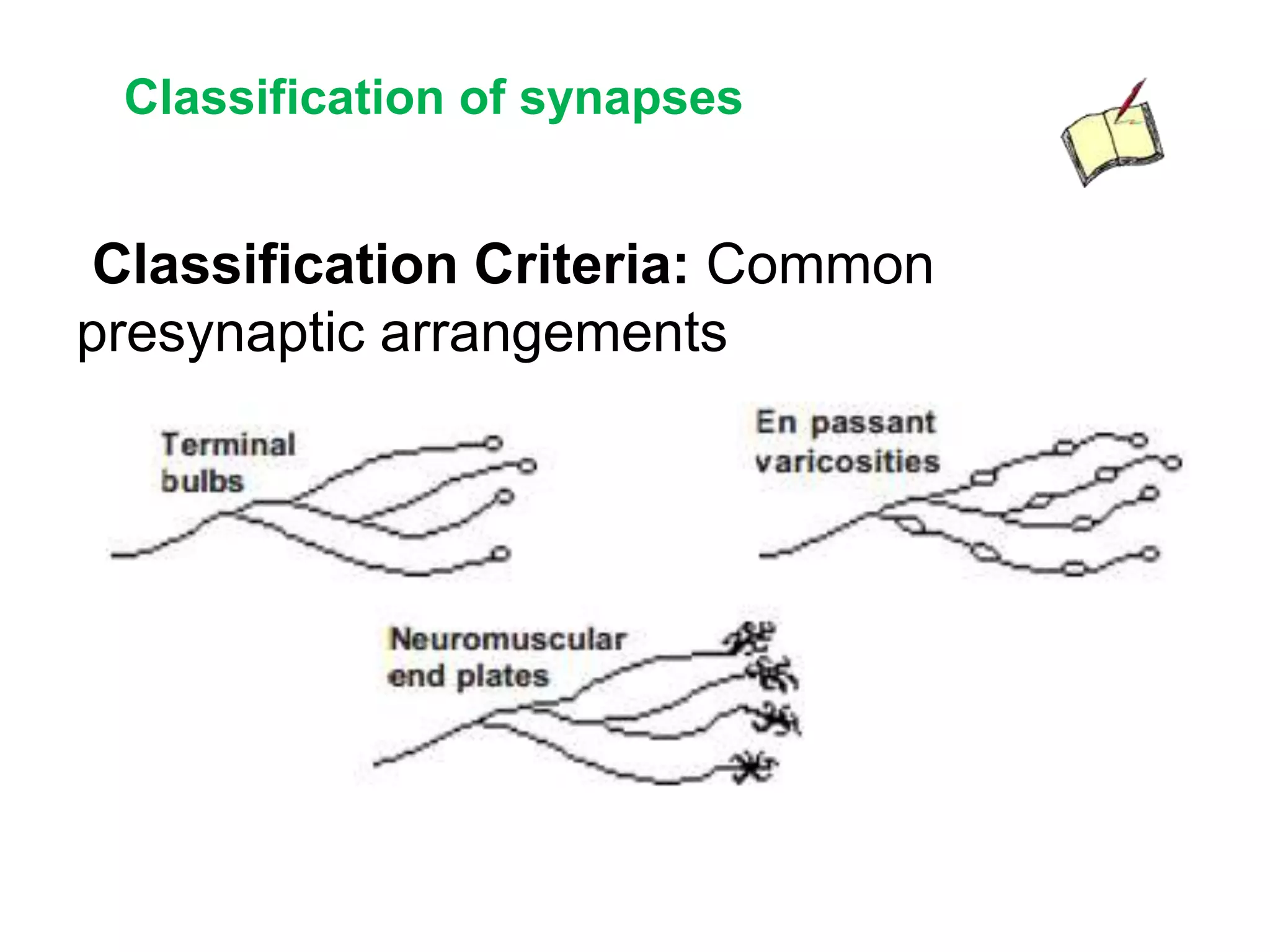 2.4.lecture 4- synapses | PPT
