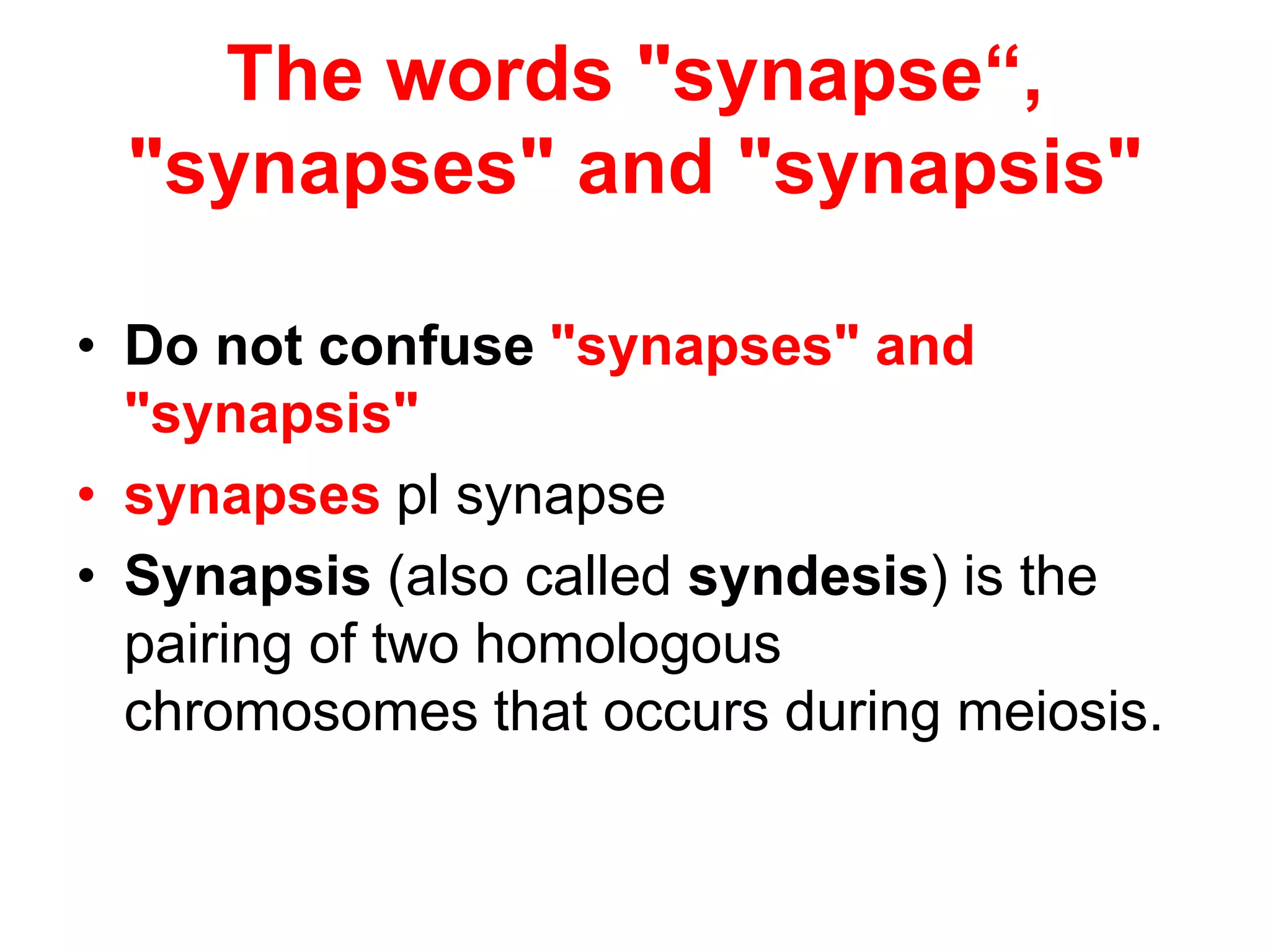 2.4.lecture 4- synapses | PPT