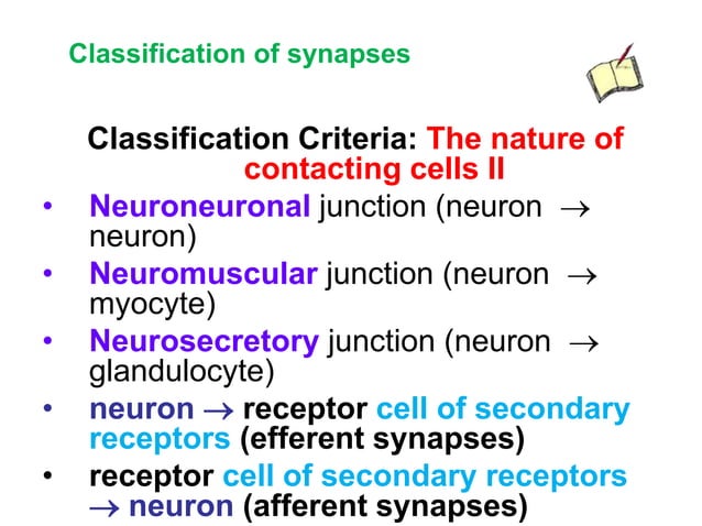 2.4.lecture 4- synapses | PPT