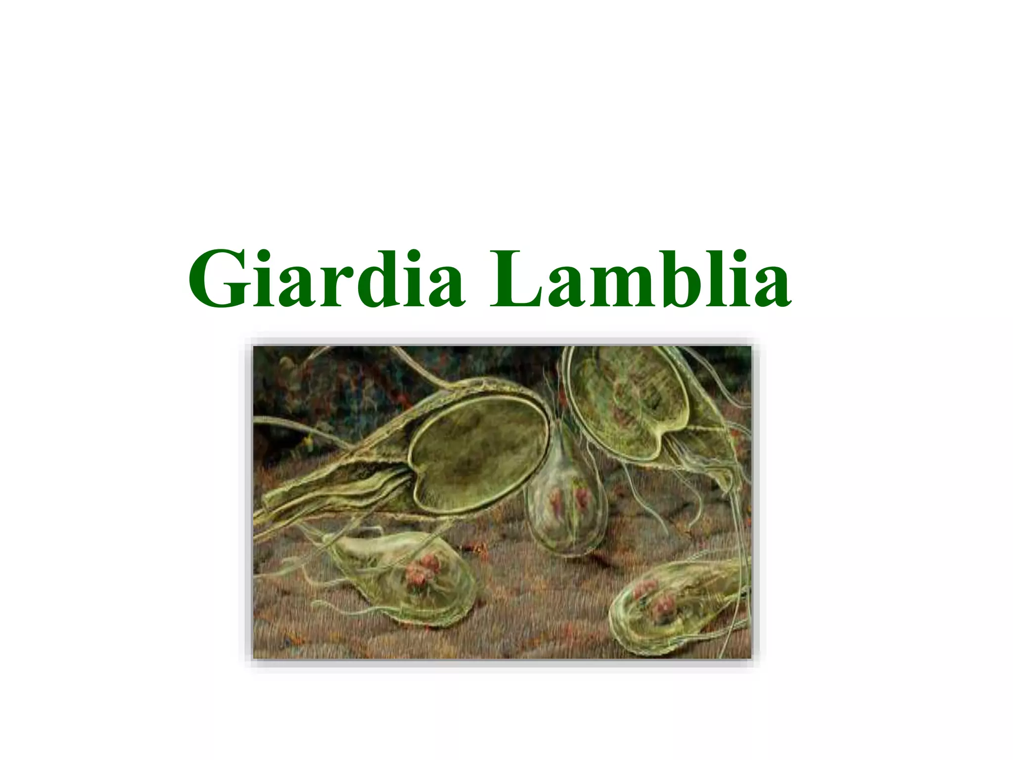 2. giardia | PPT