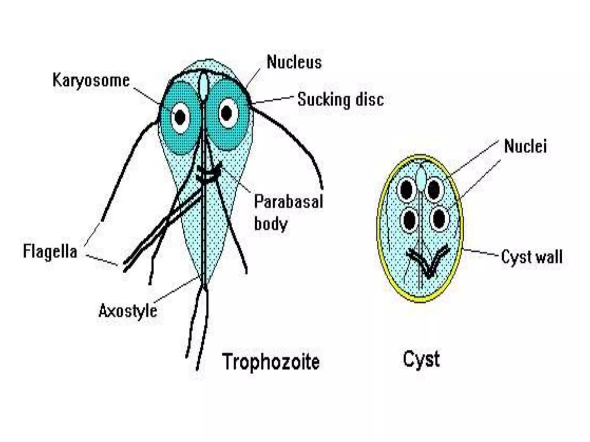 2. giardia | PPT