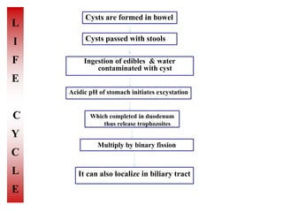 2. giardia | PPT