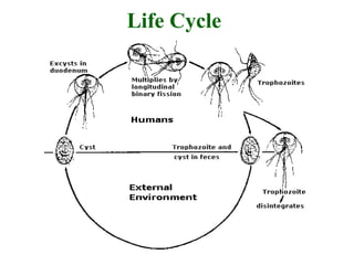 2. giardia | PPT