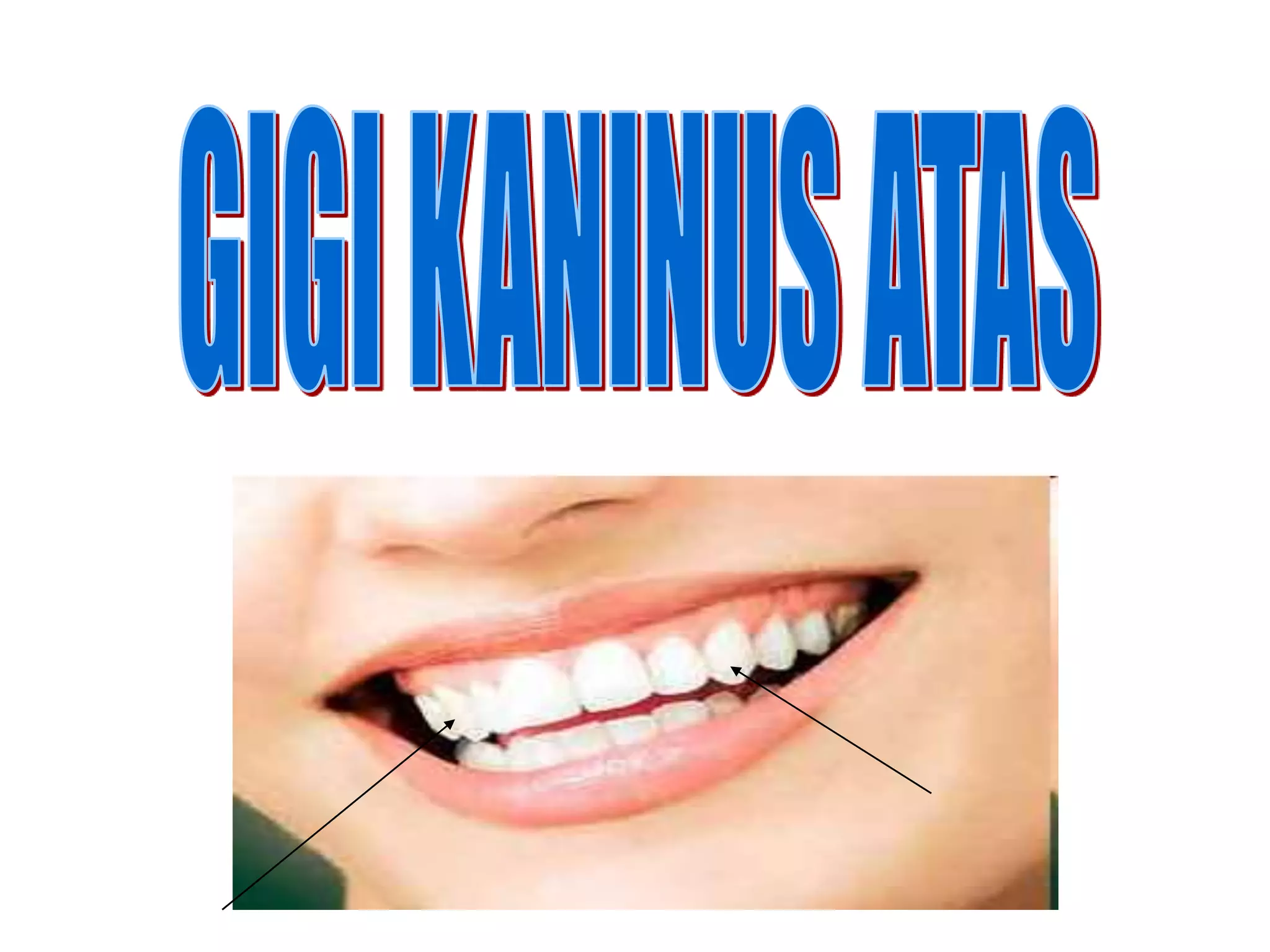 2. dental anatomi gigi permanen .. | PPT