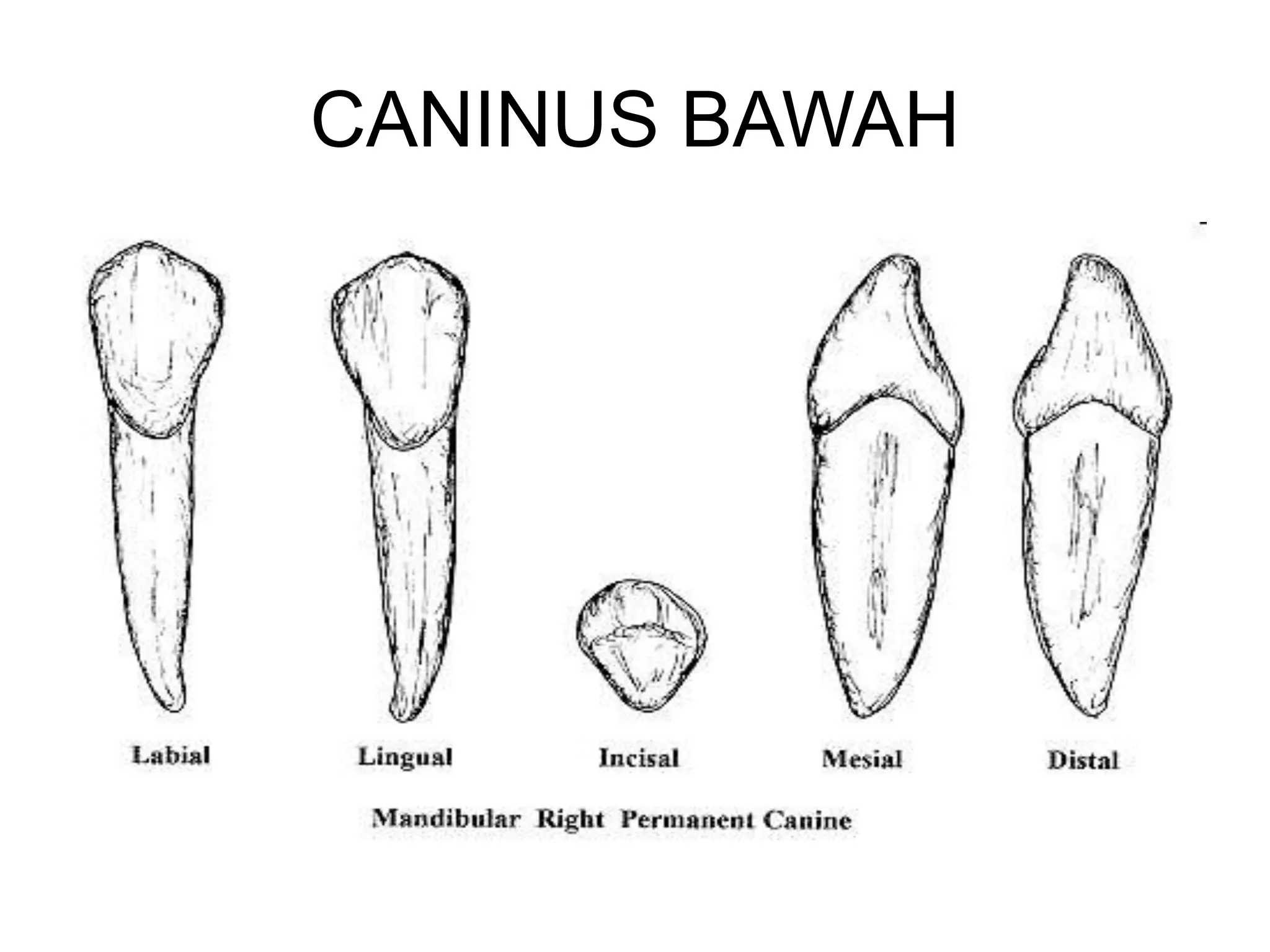 2. dental anatomi gigi permanen .. | PPT