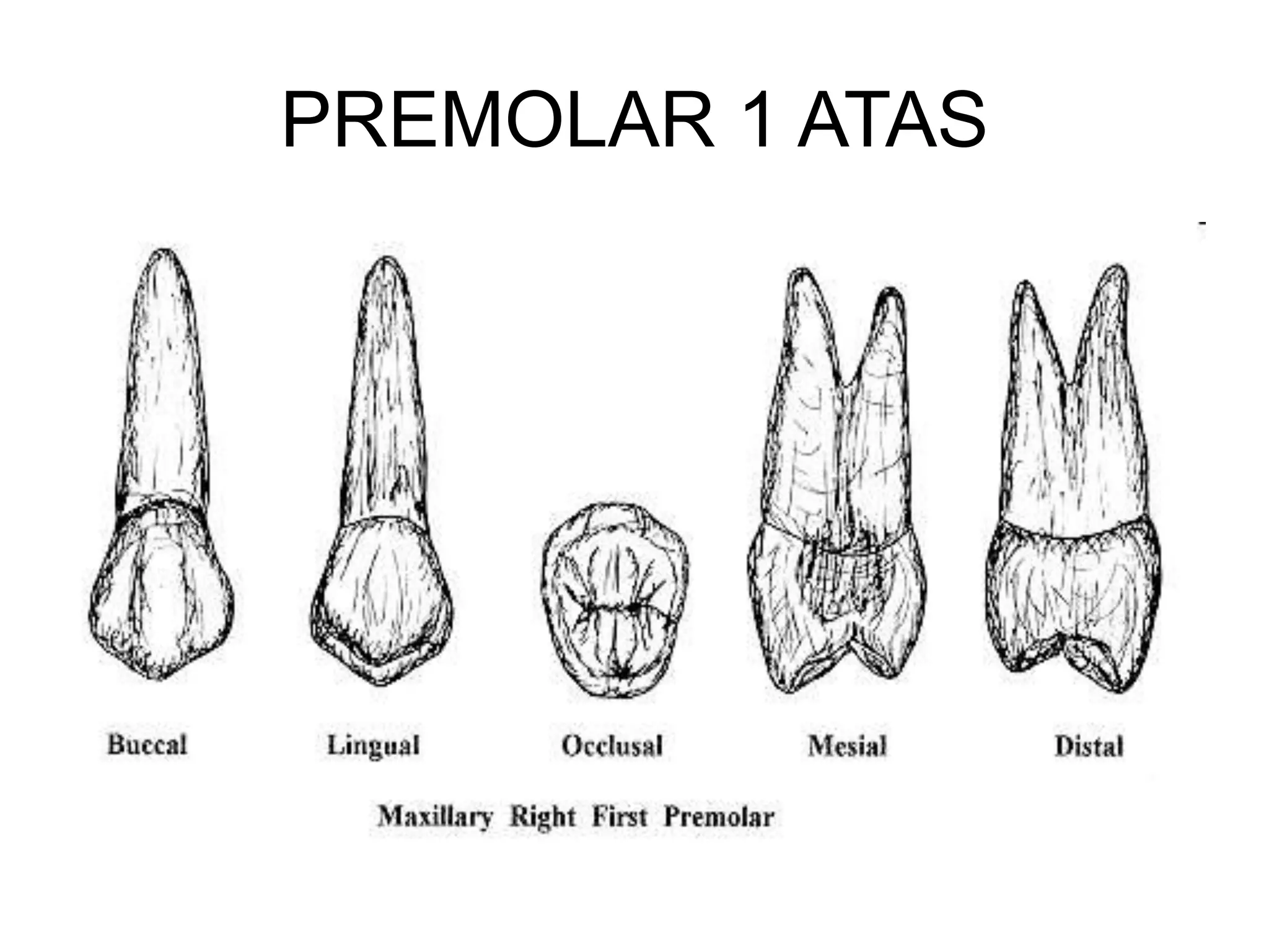 2. dental anatomi gigi permanen .. | PPT