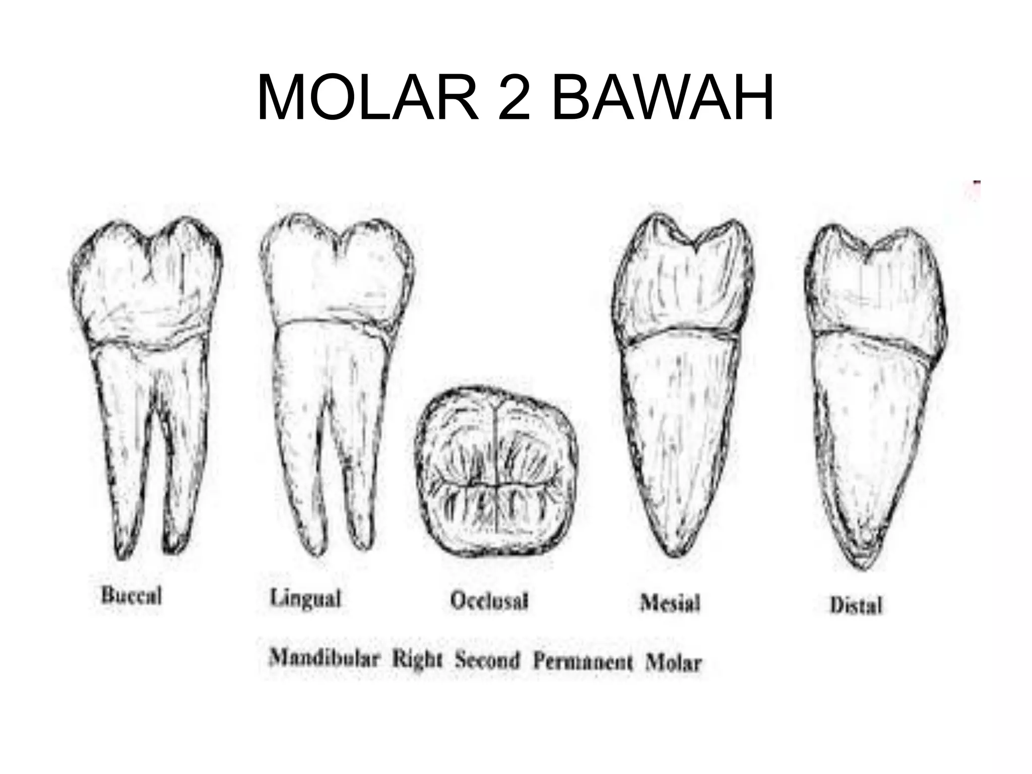 2. dental anatomi gigi permanen .. | PPT