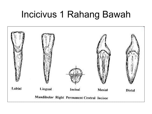 2. dental anatomi gigi permanen .. | PPT