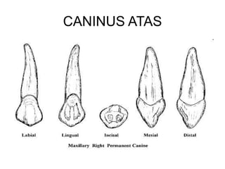2. dental anatomi gigi permanen .. | PPT