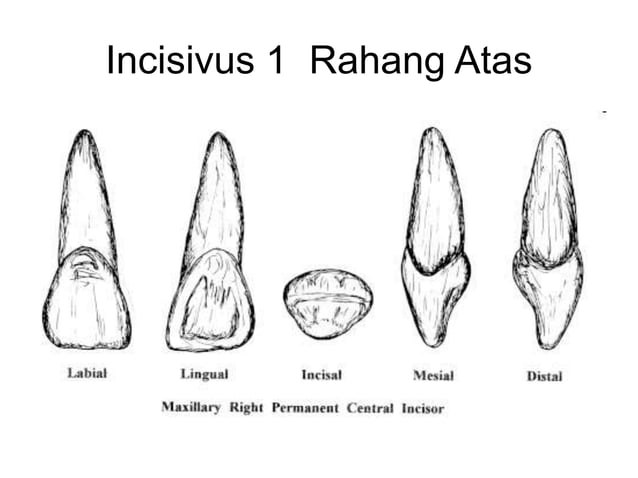 2. dental anatomi gigi permanen .. | PPT