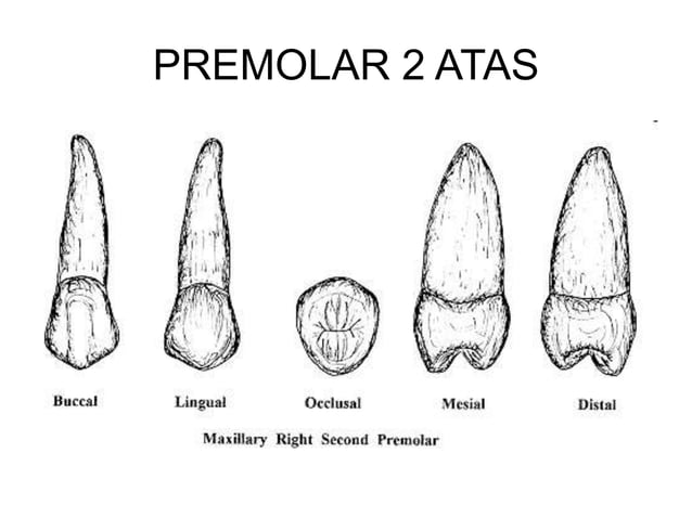 2. dental anatomi gigi permanen .. | PPT