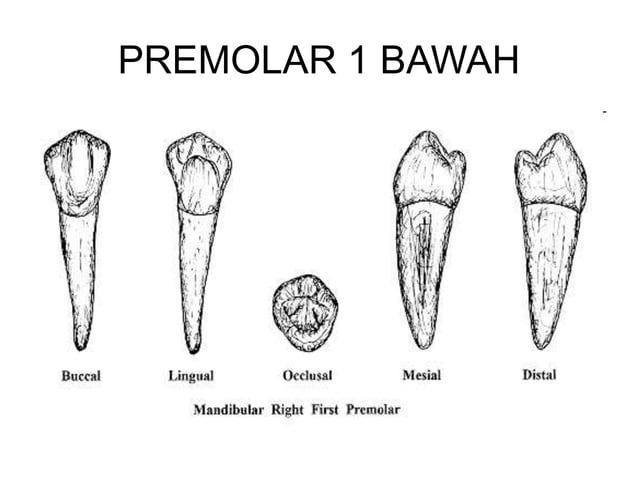 2. dental anatomi gigi permanen .. | PPT