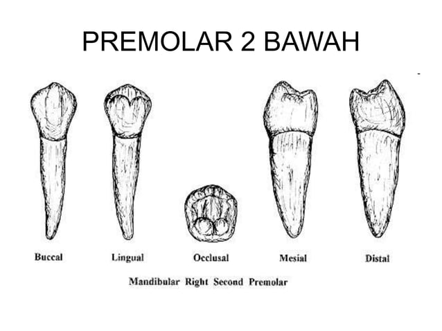 2. dental anatomi gigi permanen .. | PPT