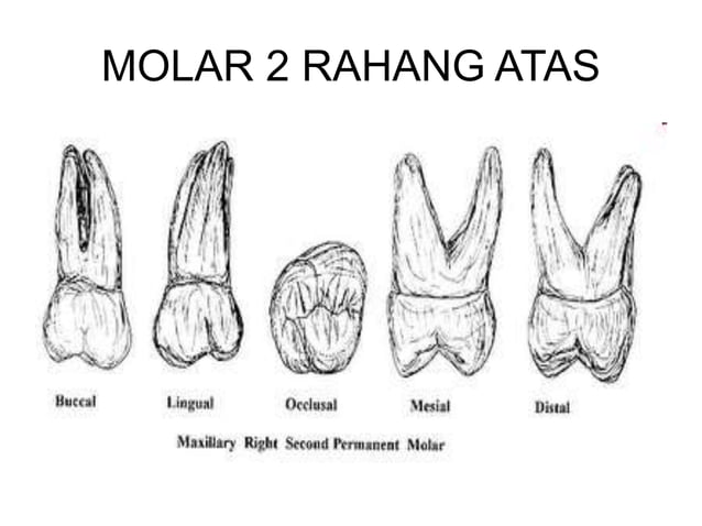 2. dental anatomi gigi permanen .. | PPT