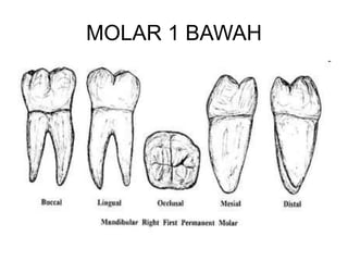 2. dental anatomi gigi permanen .. | PPT