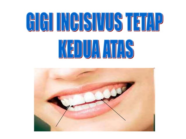 2. dental anatomi gigi permanen .. | PPT