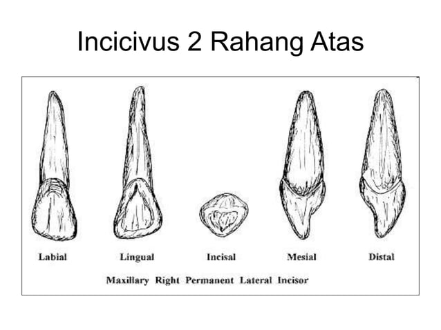 2. dental anatomi gigi permanen .. | PPT