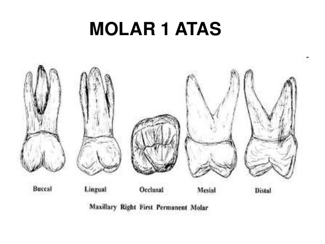 7 Anatomi Gigi Molar 1 Atas Bawah - vrogue.co