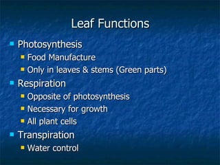 2 19 Photosythesis & Leaves | PPT