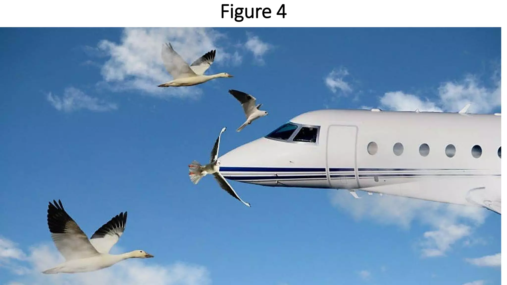 2-1 Bird strikes hazard.pdf