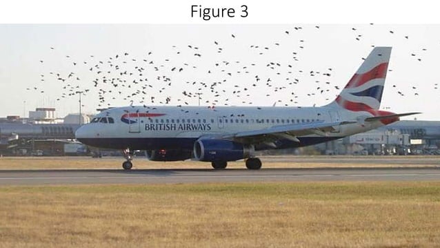 2-1 Bird strikes hazard.pdf
