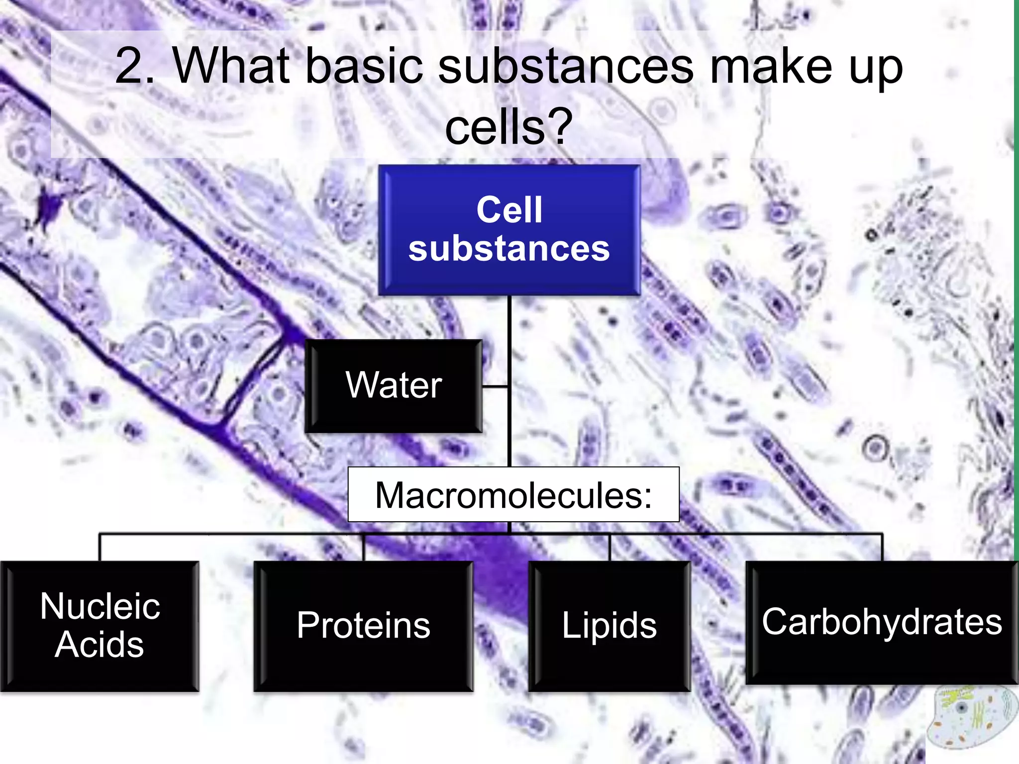 Ch. 2.1 Review: Macromolecules & cell theory | PPT