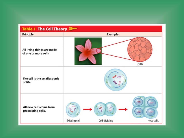 Ch. 2.1 Review: Macromolecules & cell theory | PPT