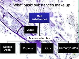 Ch. 2.1 Review: Macromolecules & cell theory | PPT