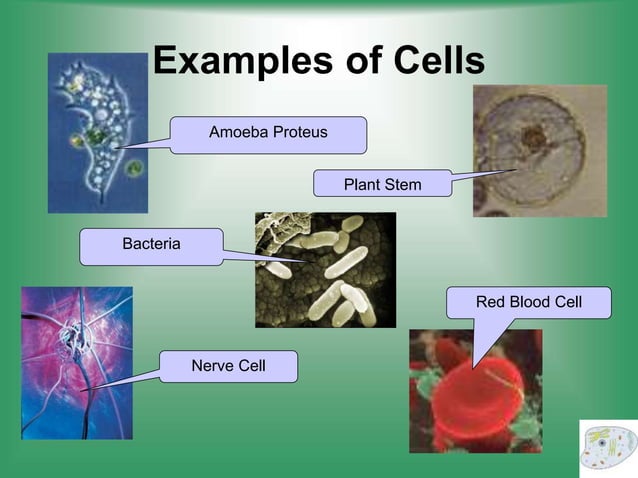 2 1 cells & macromolecules (k) shared | PPT