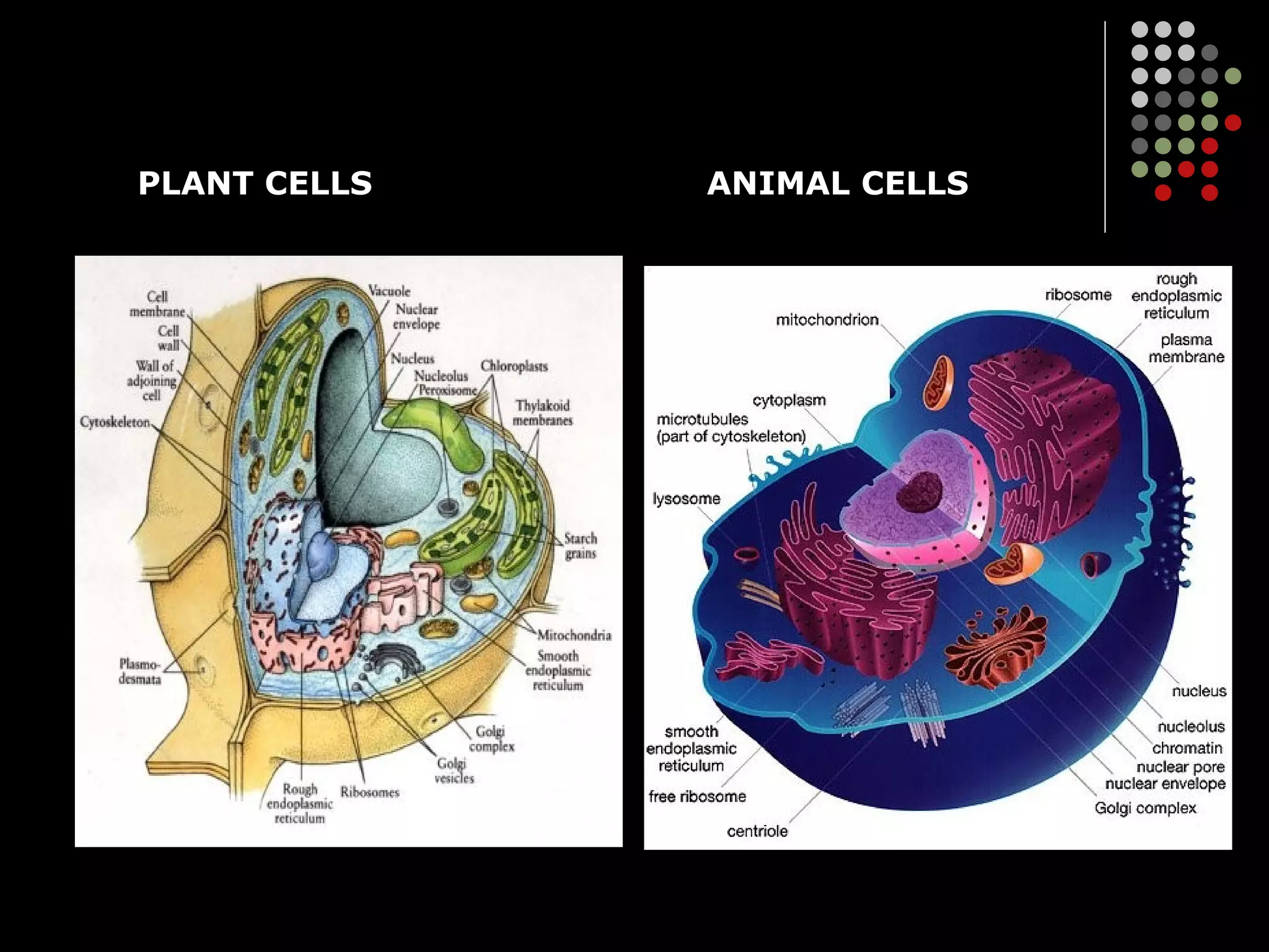 2.1 cell structure and function | PPT