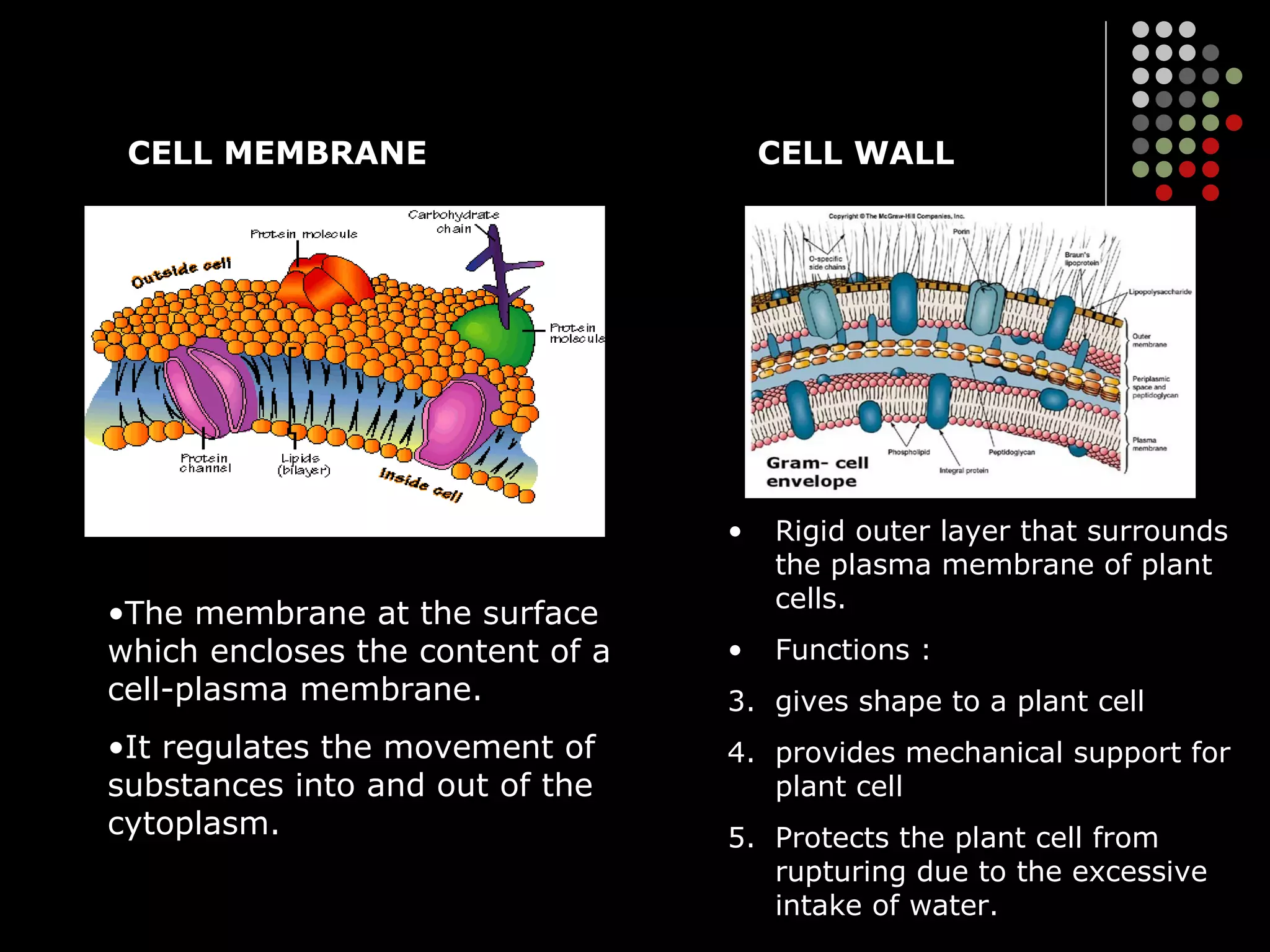 2.1 cell structure and function | PPT